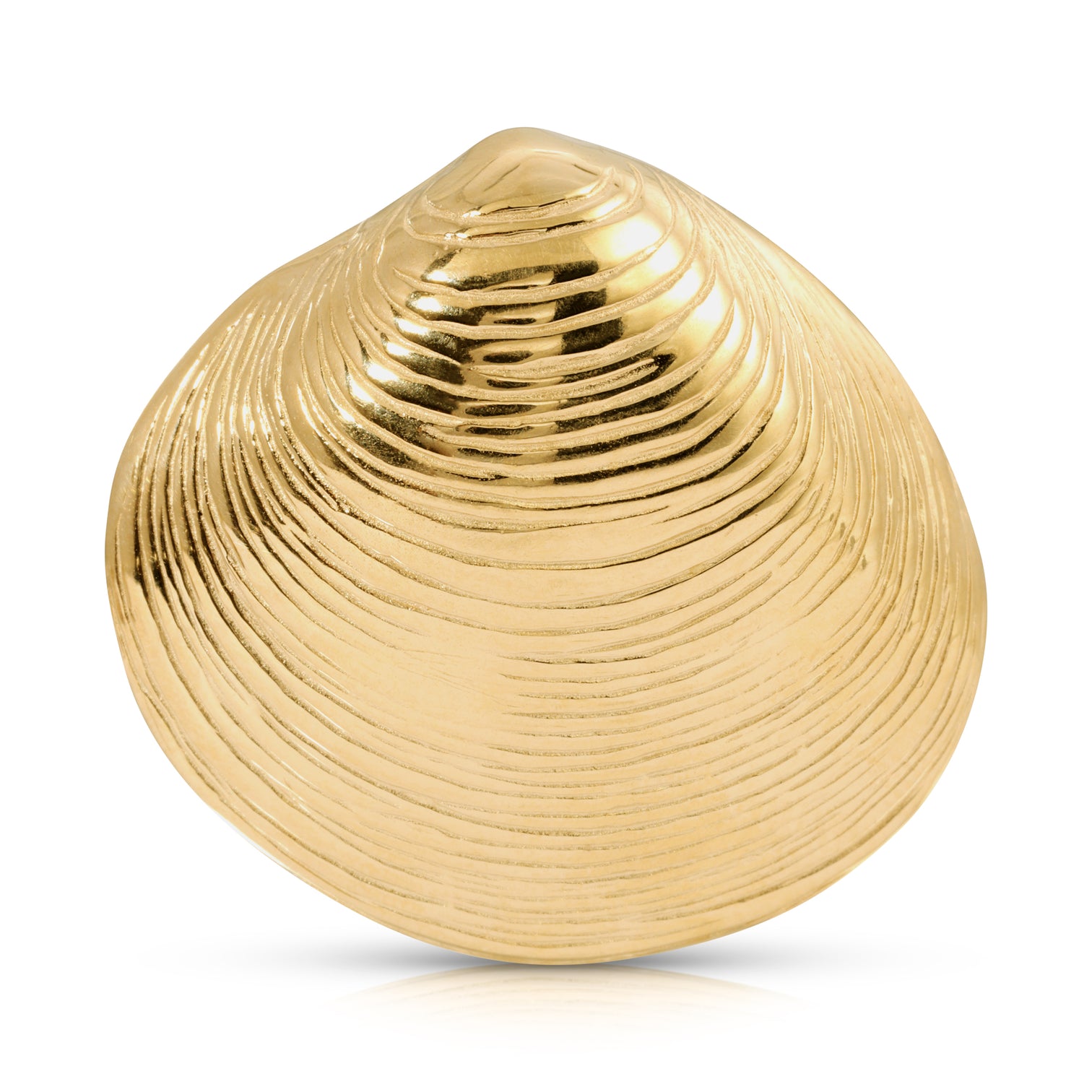 The Golden Venus Shell – Maya Brenner